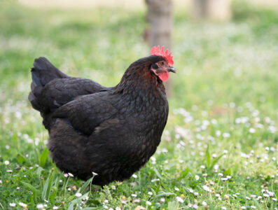 Meet the Top 15 Best Brown Egg Layers - Backyard Poultry